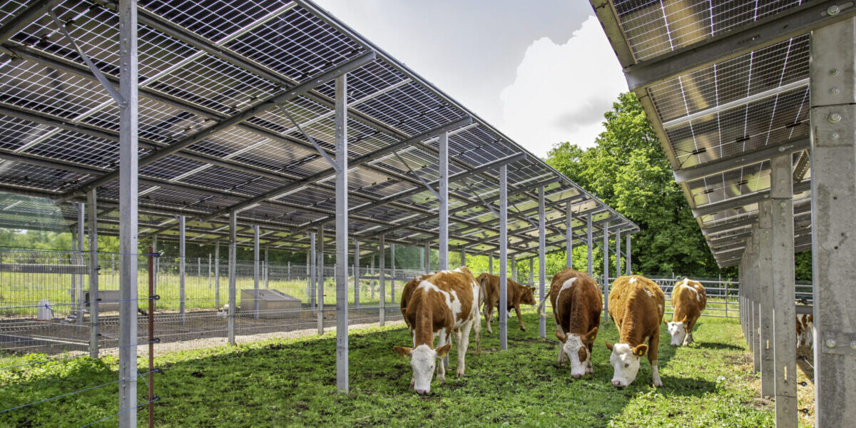 Infrastruktur-Investor erwirbt Mehrheit an Sunfarming – pv magazine Deutschland