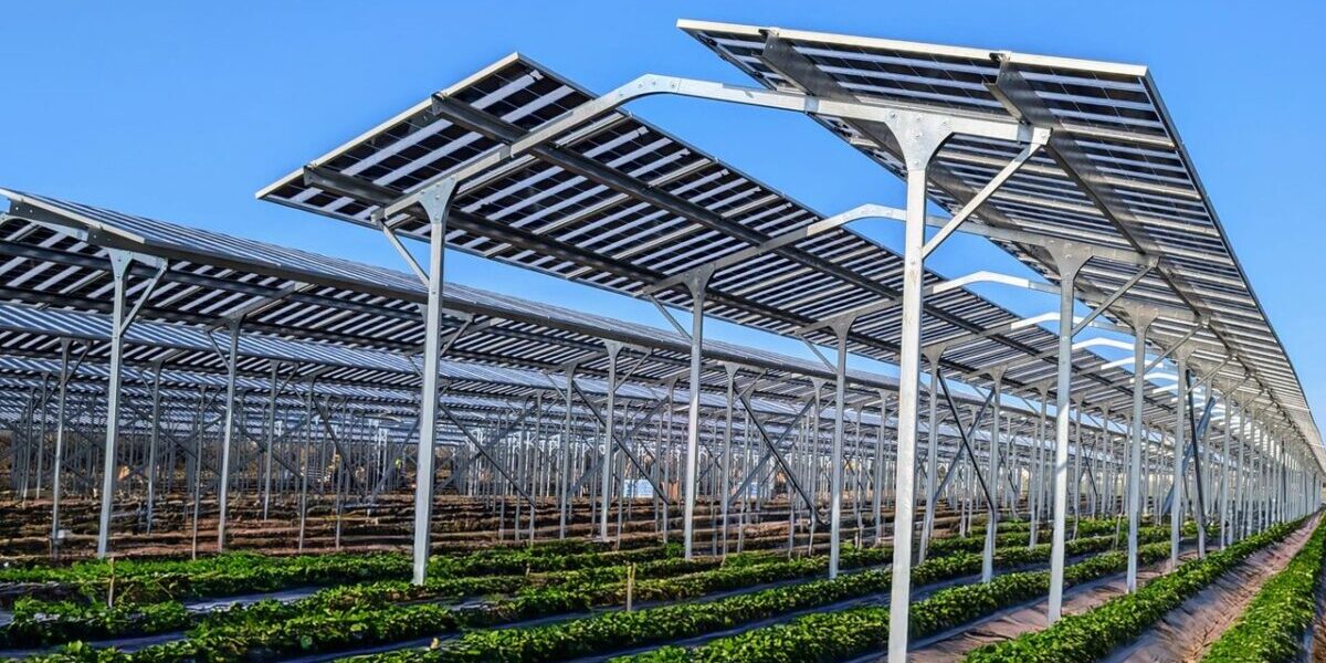 Grid Parity stellt neues Glas-Glas-Modul für Agri-Photovoltaik-Anlagen ...